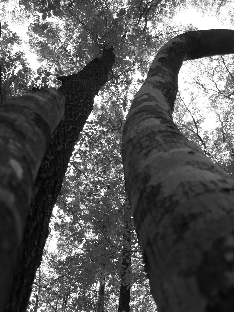 Curvy trees. | Sandwich Control Curvy trees. | CONTROLLING YOUR TOMORROWS