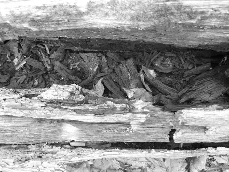 Decomposing tree 2. | Sandwich Control Decomposing tree 2 ...